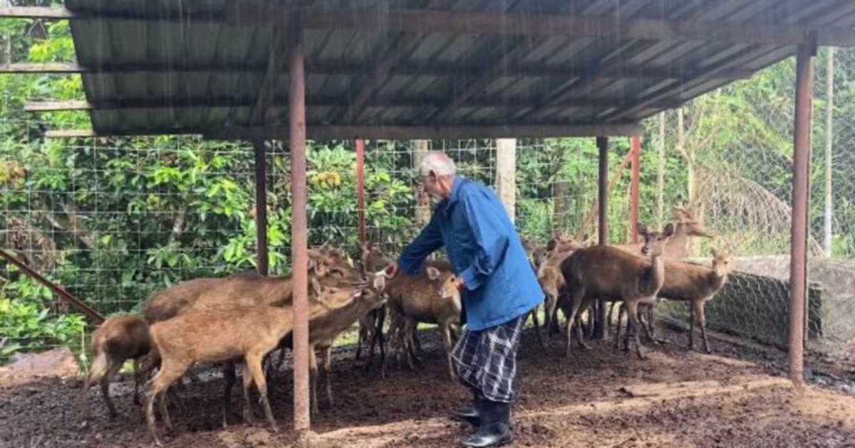 Ternak rusa sebagai hobi kini jadi sumber pendapatan