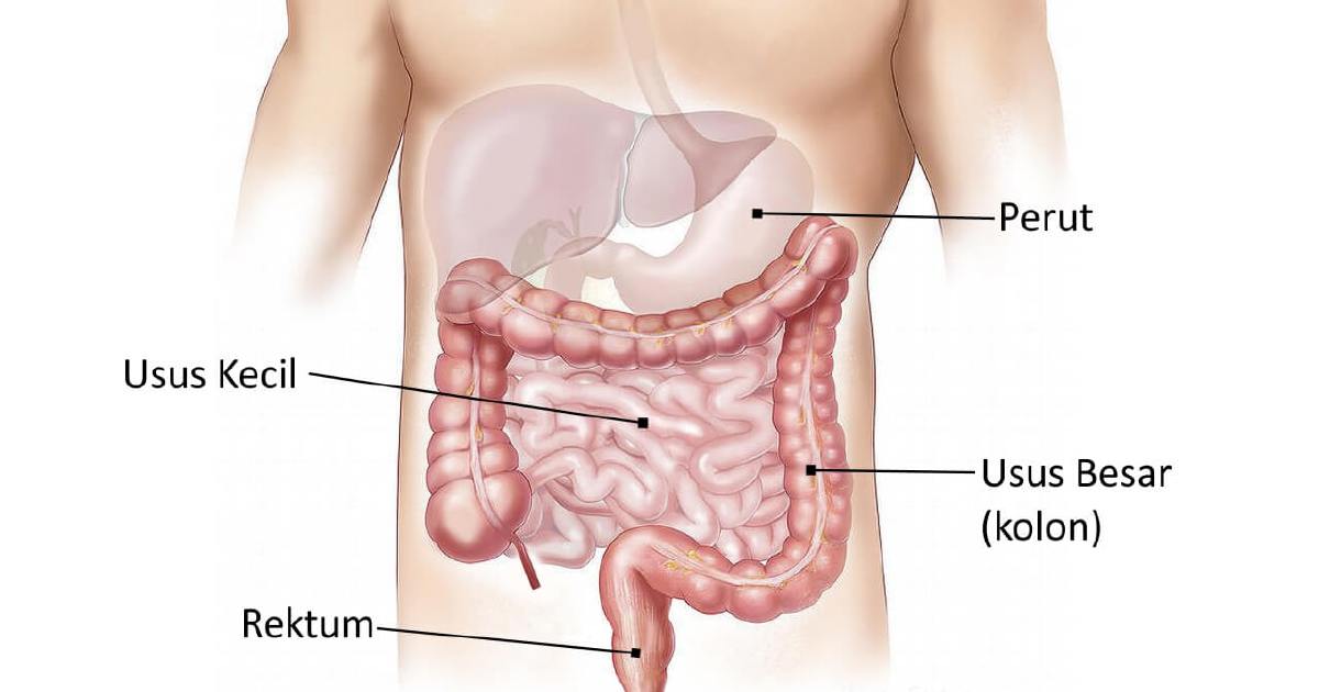Daging Merah Gula Berlebihan Punca Kanser Usus Besar Asco