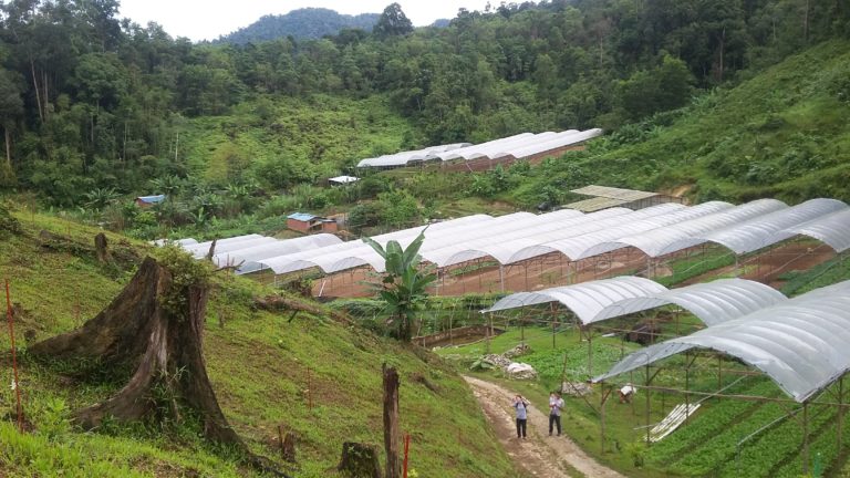 Father’s Organic Farm perkhemahan dikelilingi hutan rimba