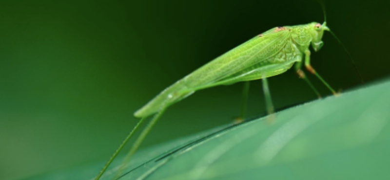 Bukan Sekadar Belalang, Ini Rupanya Bentuk ‘Belalang Pelesit’ Yang ...